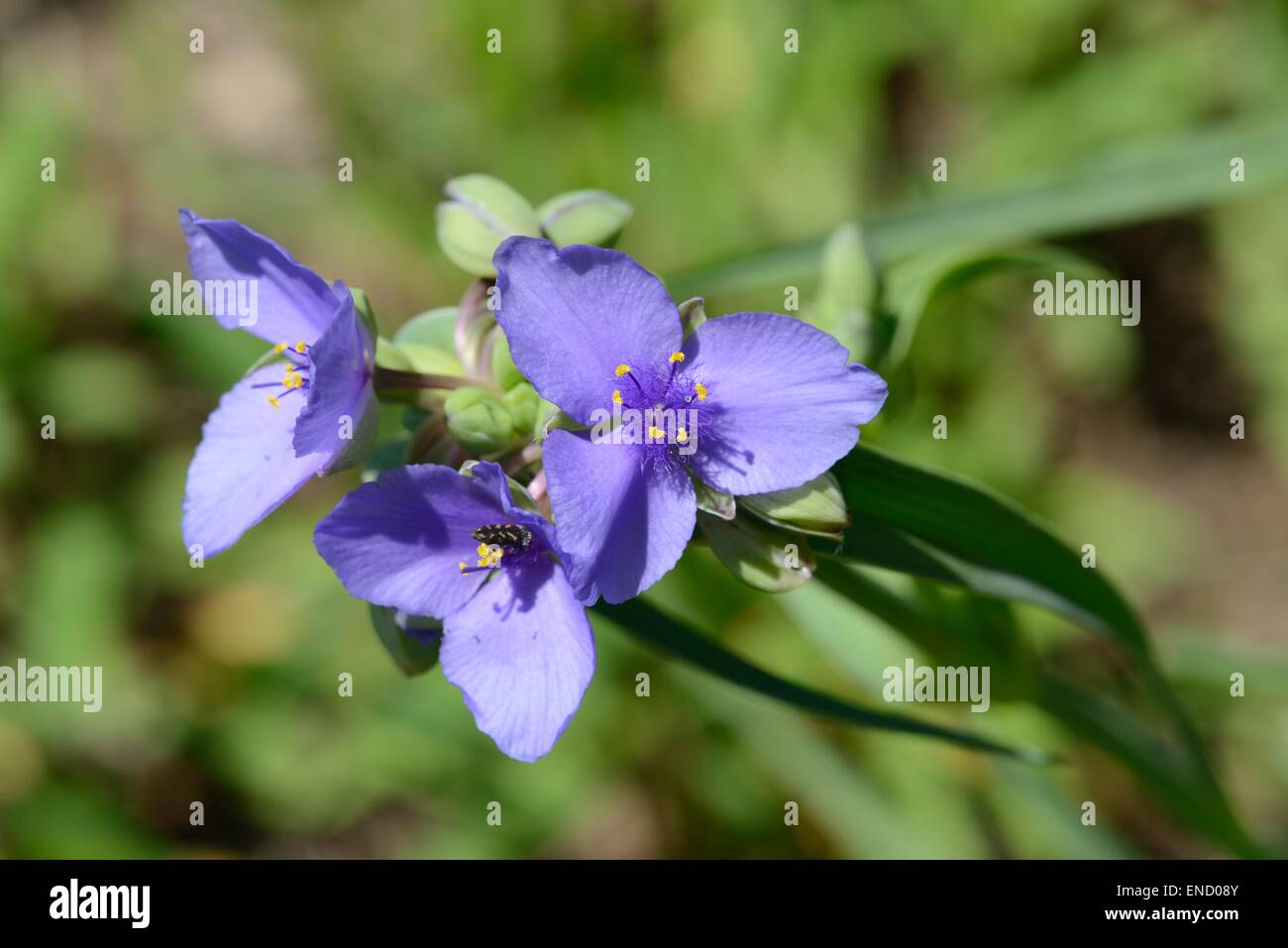 Commelinaceae hi-res stock photography and images - Alamy