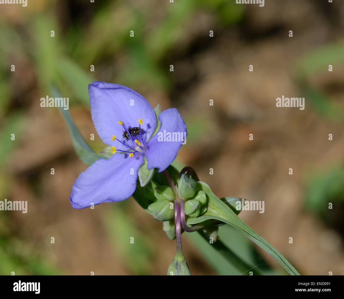 Tradescantia humilis hi-res stock photography and images - Alamy
