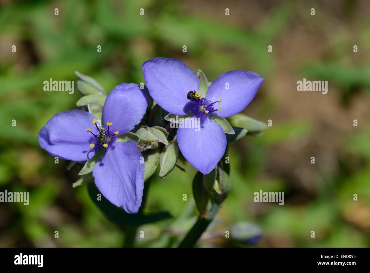 Commelinaceae hi-res stock photography and images - Alamy