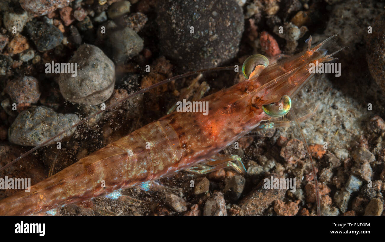 Humpback prawn on the sea bottom Stock Photo - Alamy