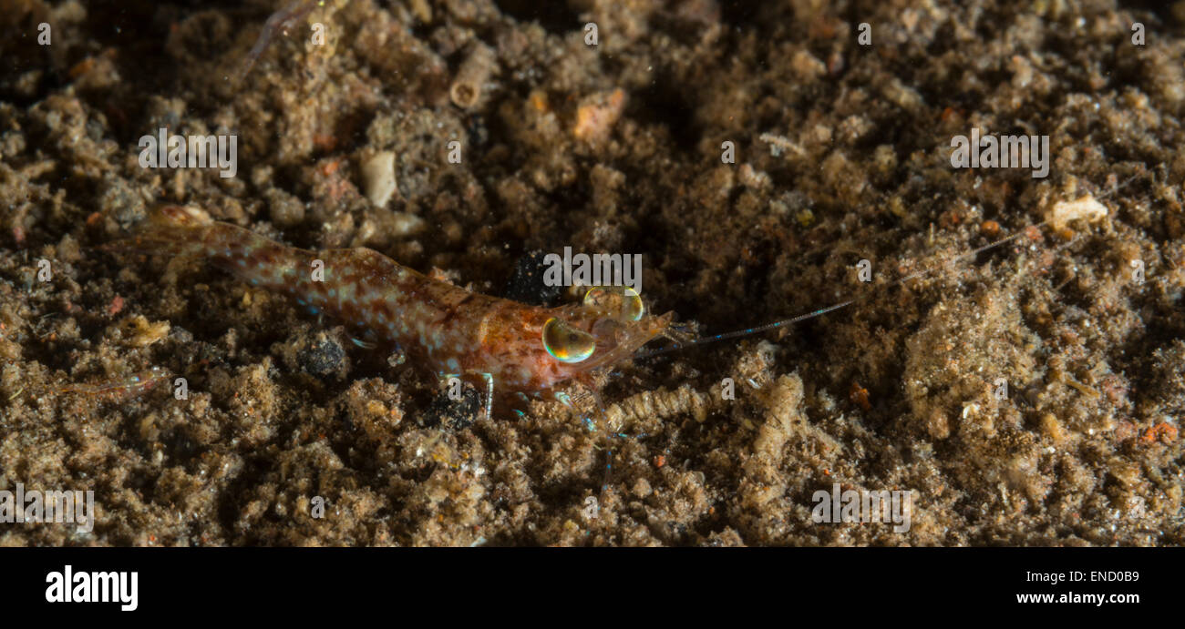 Humpback prawn on the sea bottom Stock Photo - Alamy