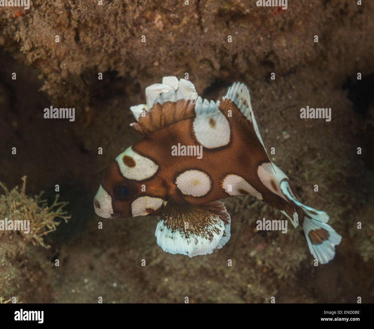 Juvenile harlequin sweetlips Stock Photo - Alamy