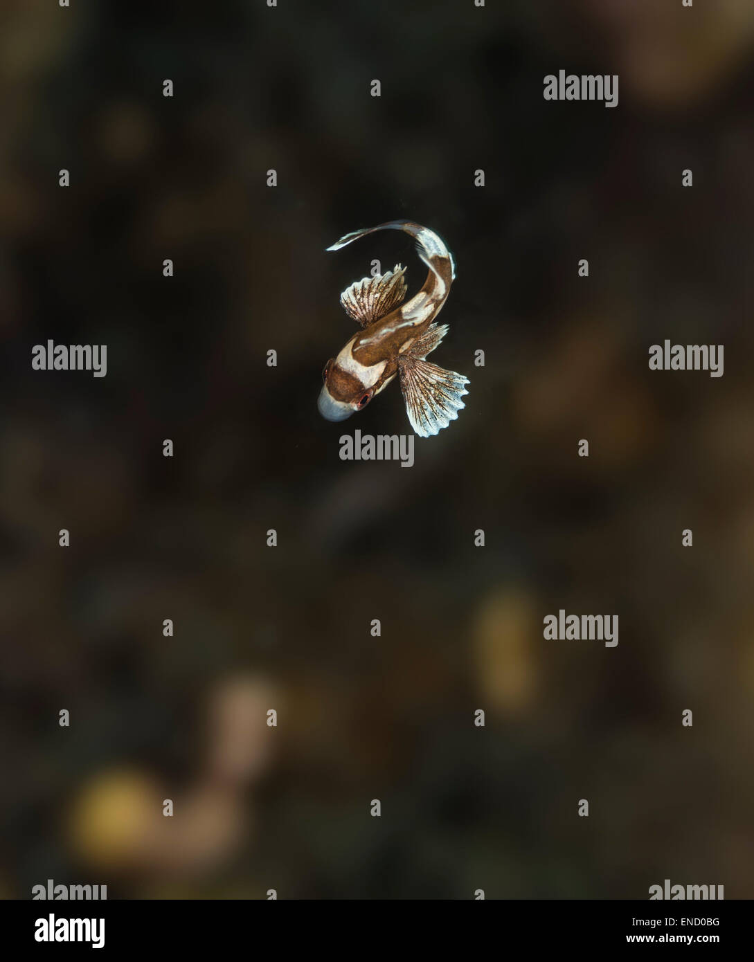 Juvenile harlequin sweetlips dancing through the water Stock Photo - Alamy