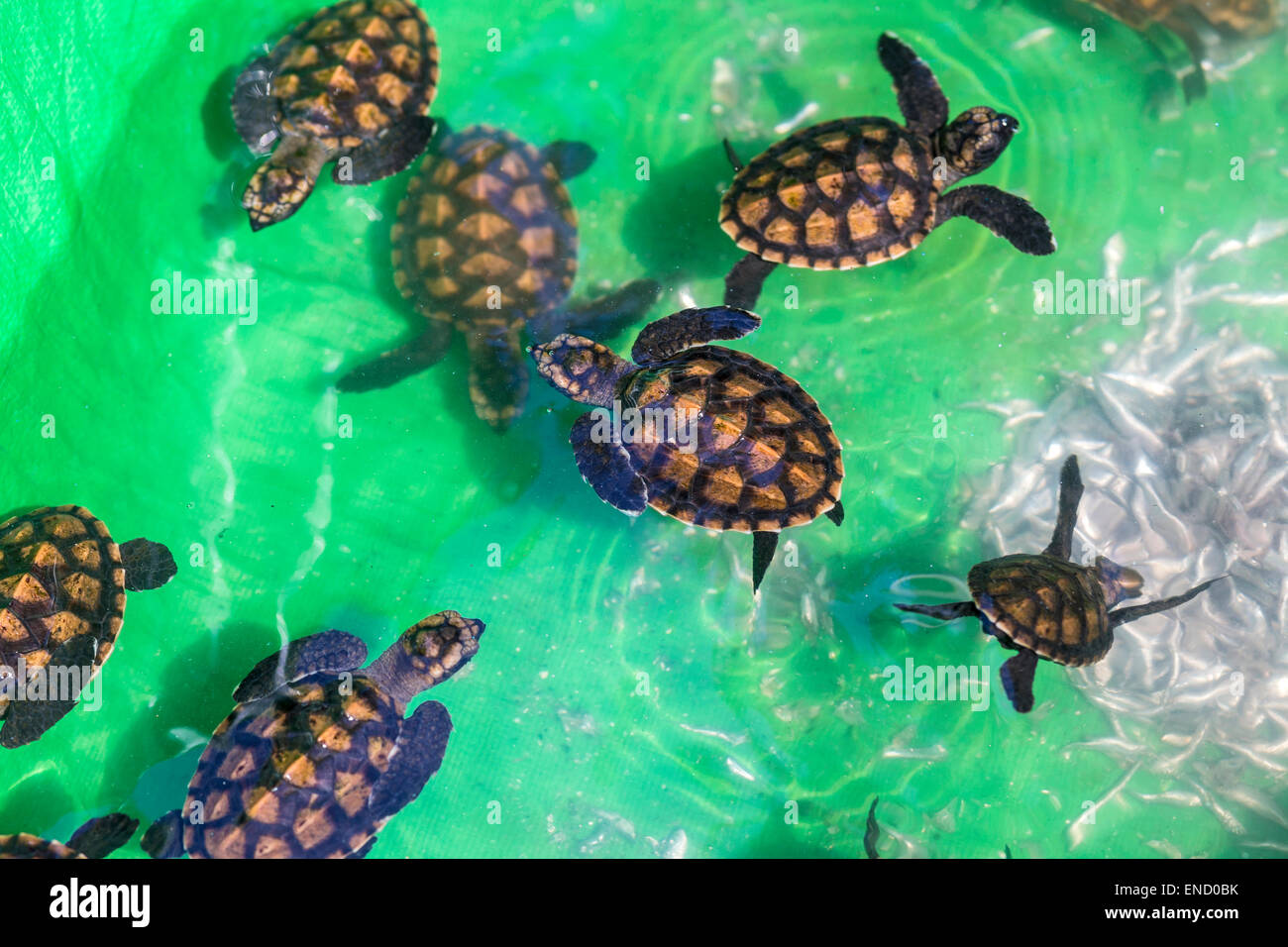 Baby turtles hi-res stock photography and images - Alamy
