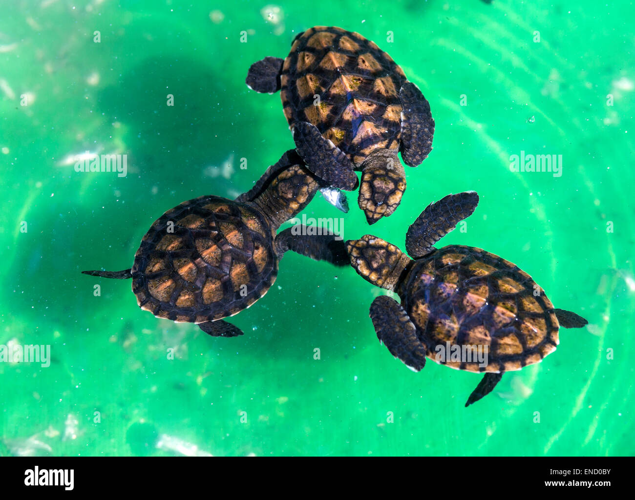 Baby turtles hi-res stock photography and images - Alamy