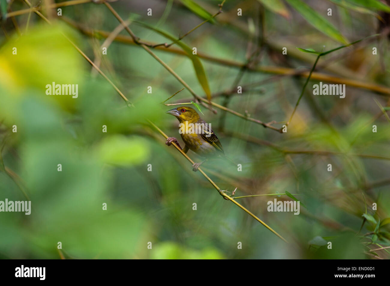 Female Ploceus Cucullatus High Resolution Stock Photography and Images ...