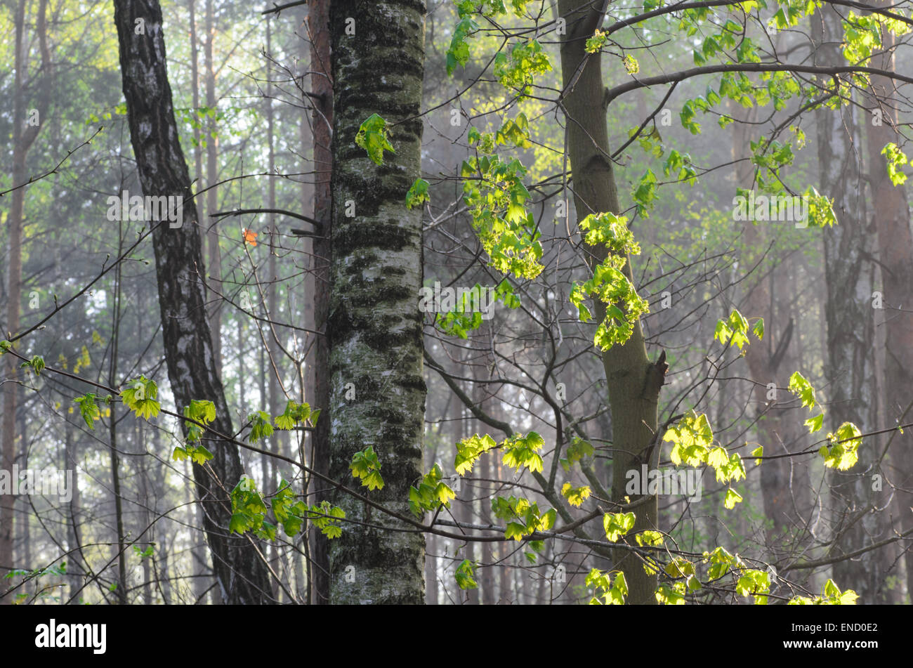 Young tree leaves in the forest hi-res stock photography and images - Alamy
