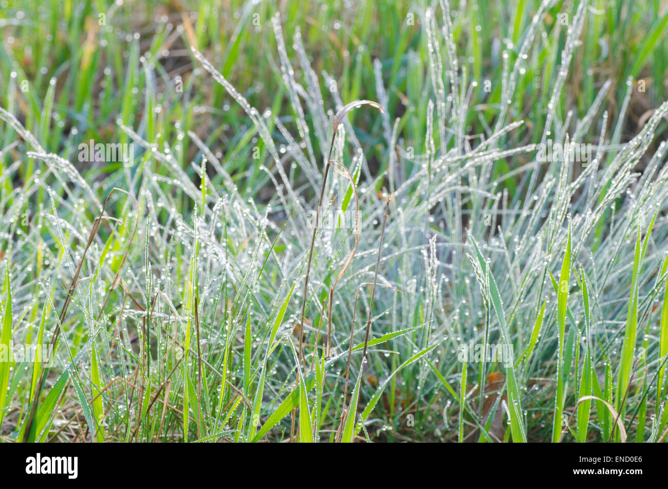 Spring grass hi-res stock photography and images - Alamy