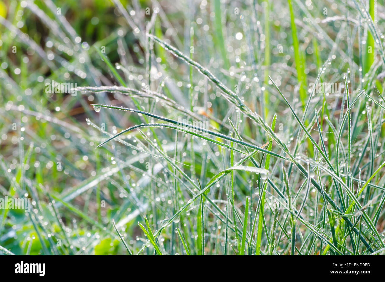 Spring grass hi-res stock photography and images - Alamy