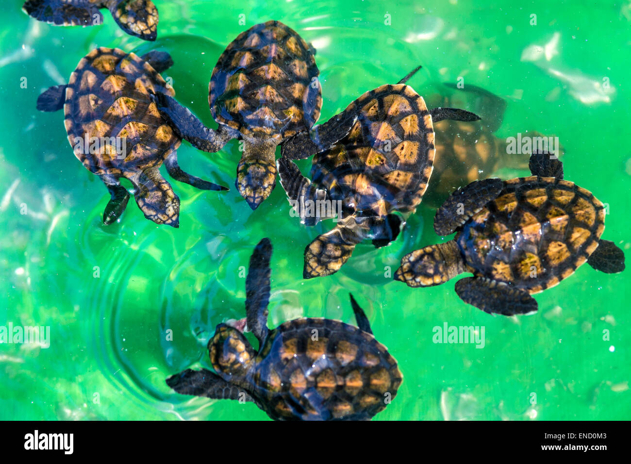 Baby turtles hi-res stock photography and images - Alamy