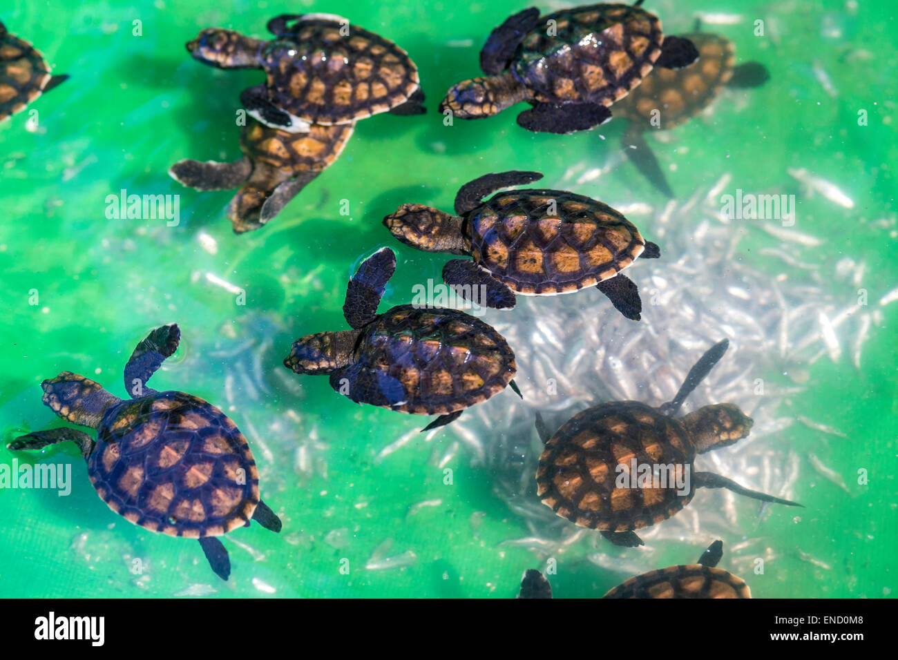 Baby turtles hi-res stock photography and images - Alamy