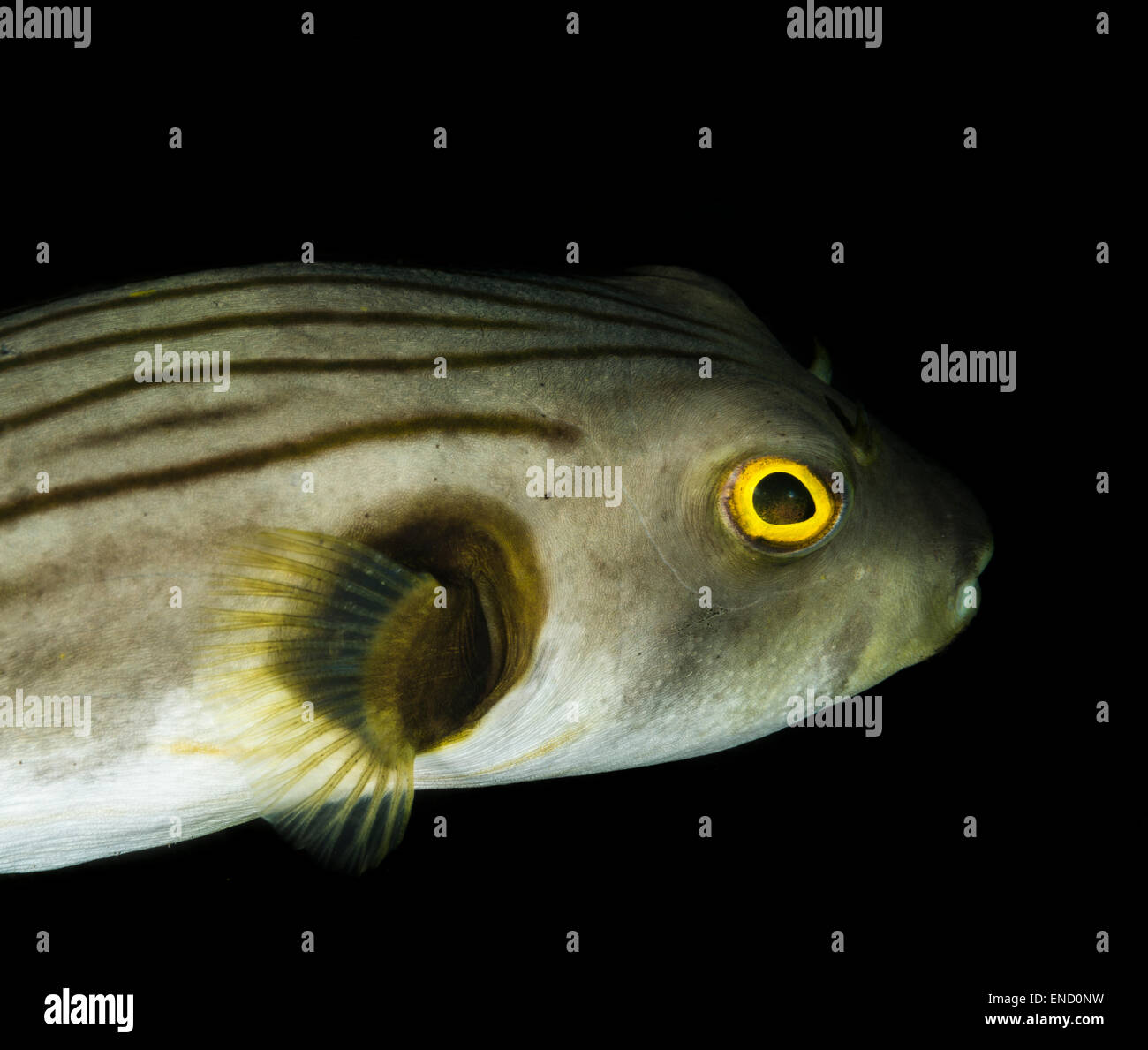 Portrait of a lined pufferfish Stock Photo - Alamy