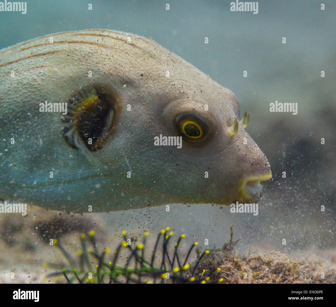 Lined pufferfish digging in the sand Stock Photo - Alamy