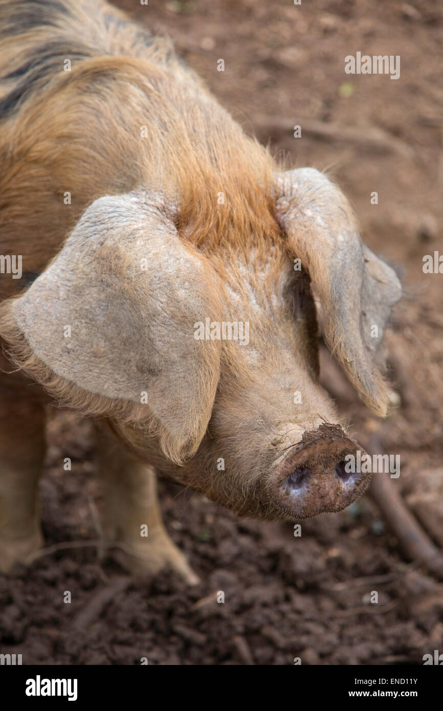 The "Oxford Sandy and Black" free range pigs, England, UK Stock Photo ...