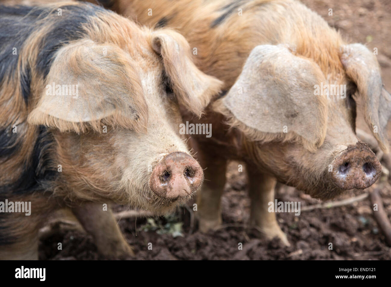 The "Oxford Sandy and Black" free range pigs, England, UK Stock Photo ...