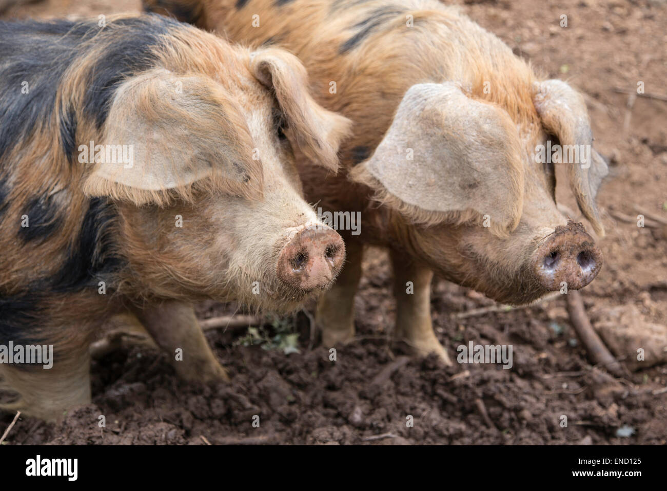 The "Oxford Sandy and Black" free range pigs, England, UK Stock Photo ...