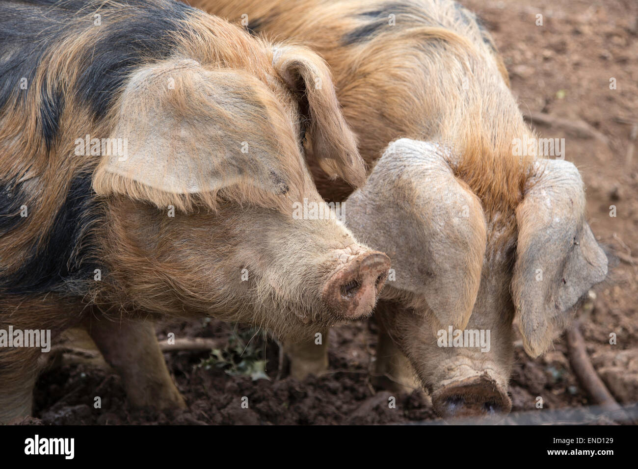 The "Oxford Sandy and Black" free range pigs, England, UK Stock Photo ...