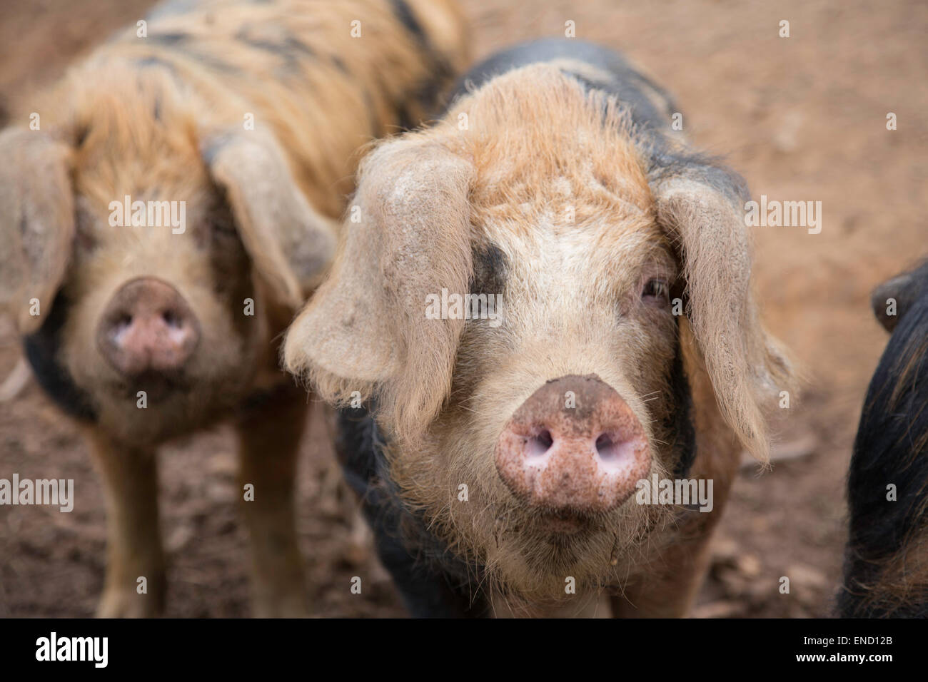 Sandy pig hi-res stock photography and images - Alamy