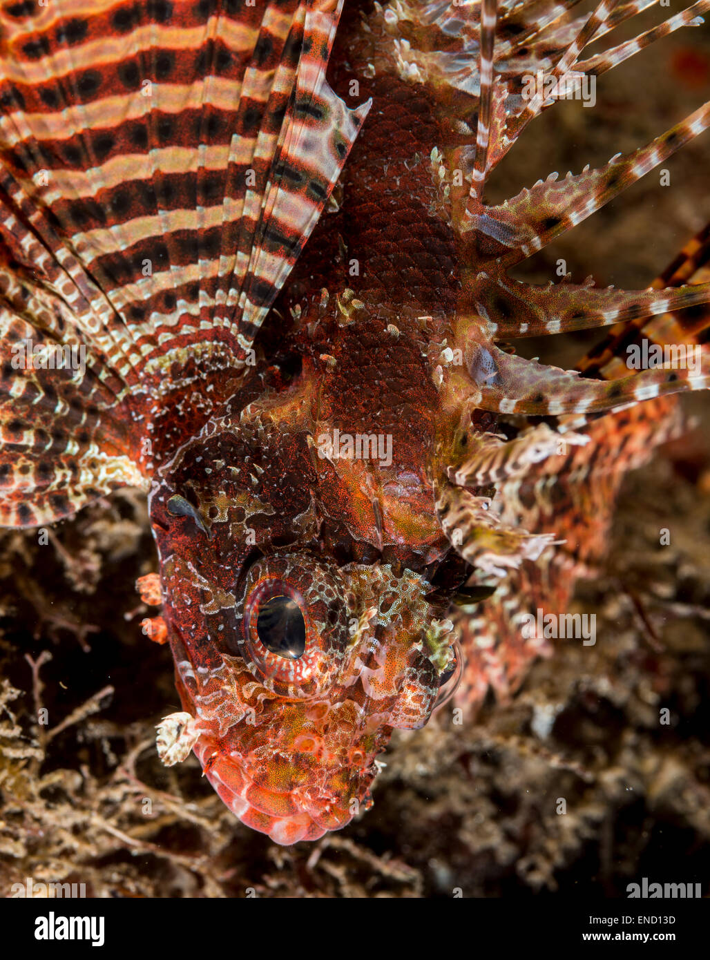 Close up of a shortfin lionfish Stock Photo - Alamy