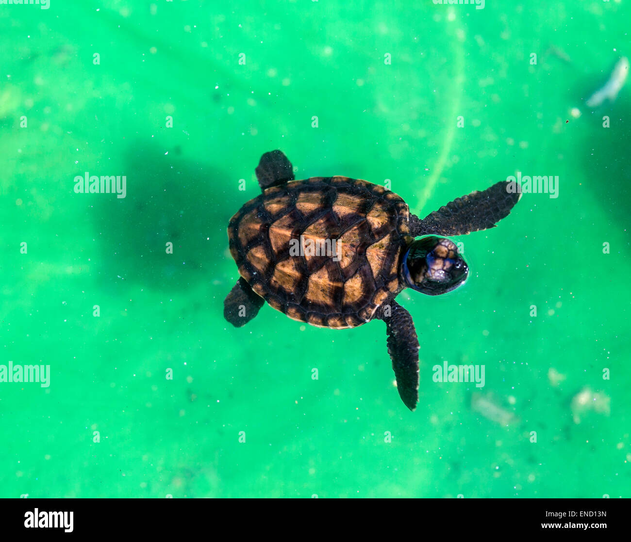 Baby turtle hi-res stock photography and images - Alamy