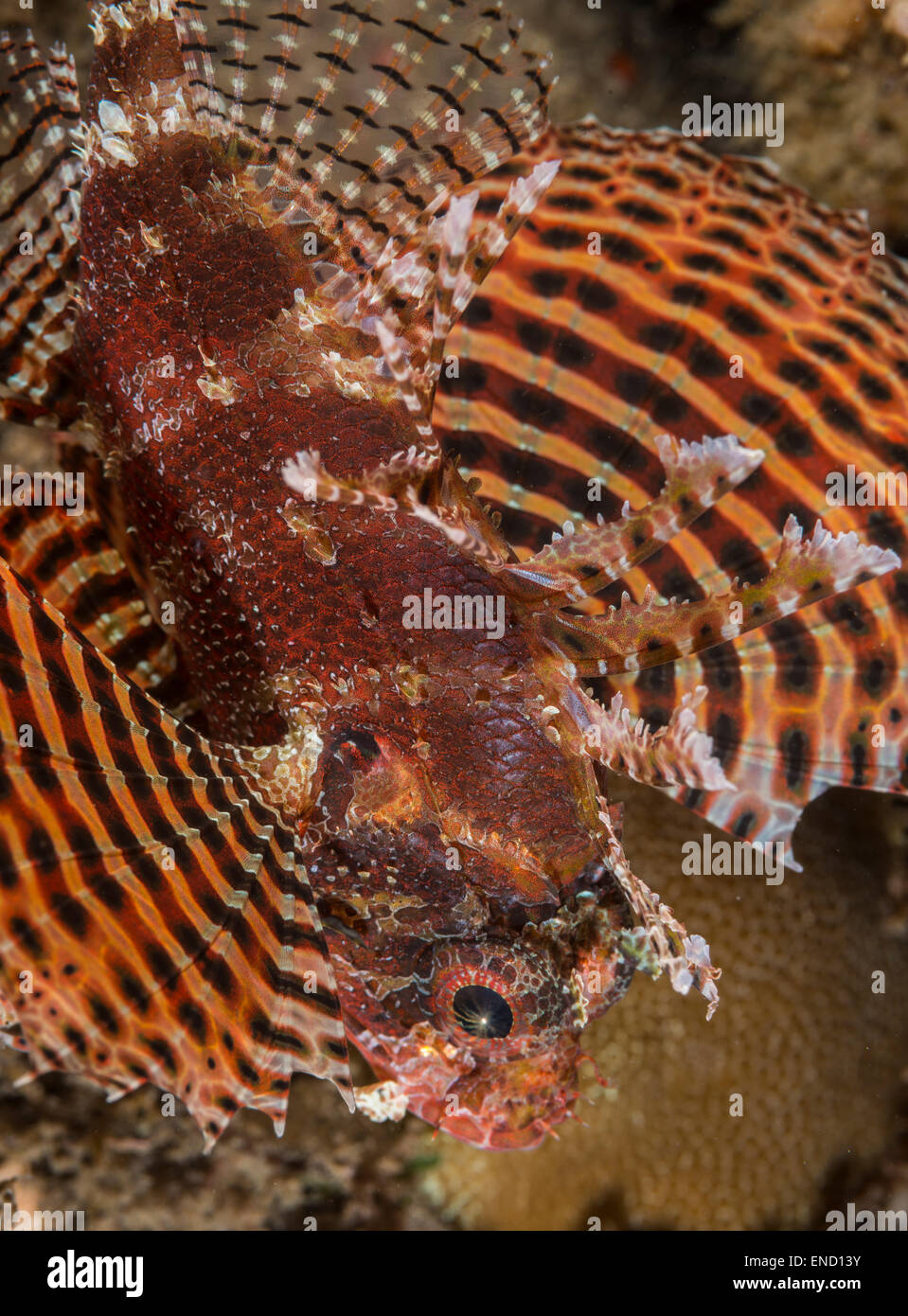 Shortfin dwarf lionfish hi-res stock photography and images - Alamy