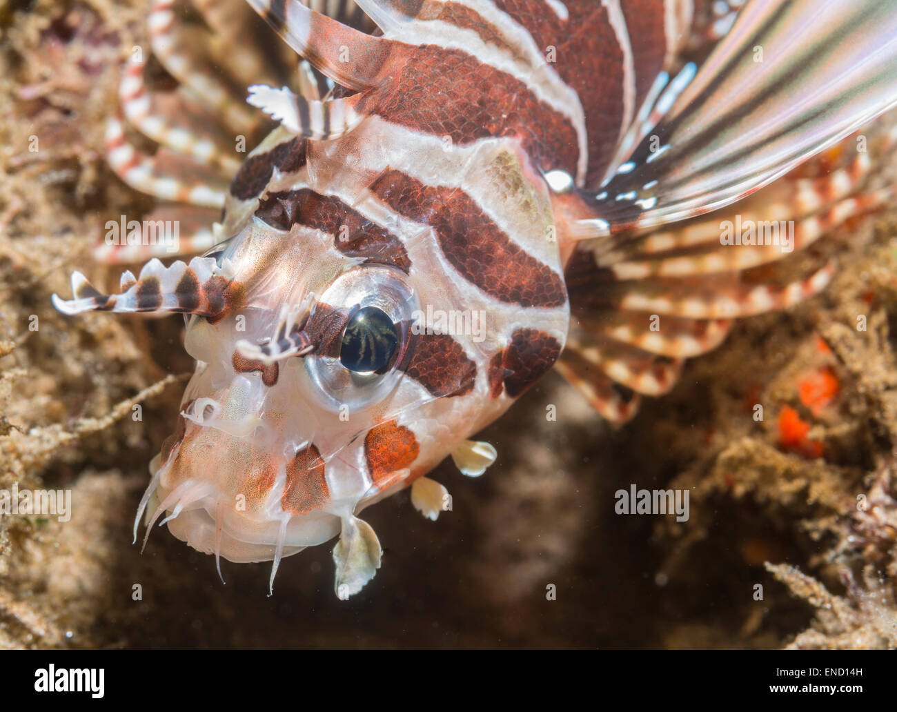 Close-up of a lionfish Stock Photo - Alamy