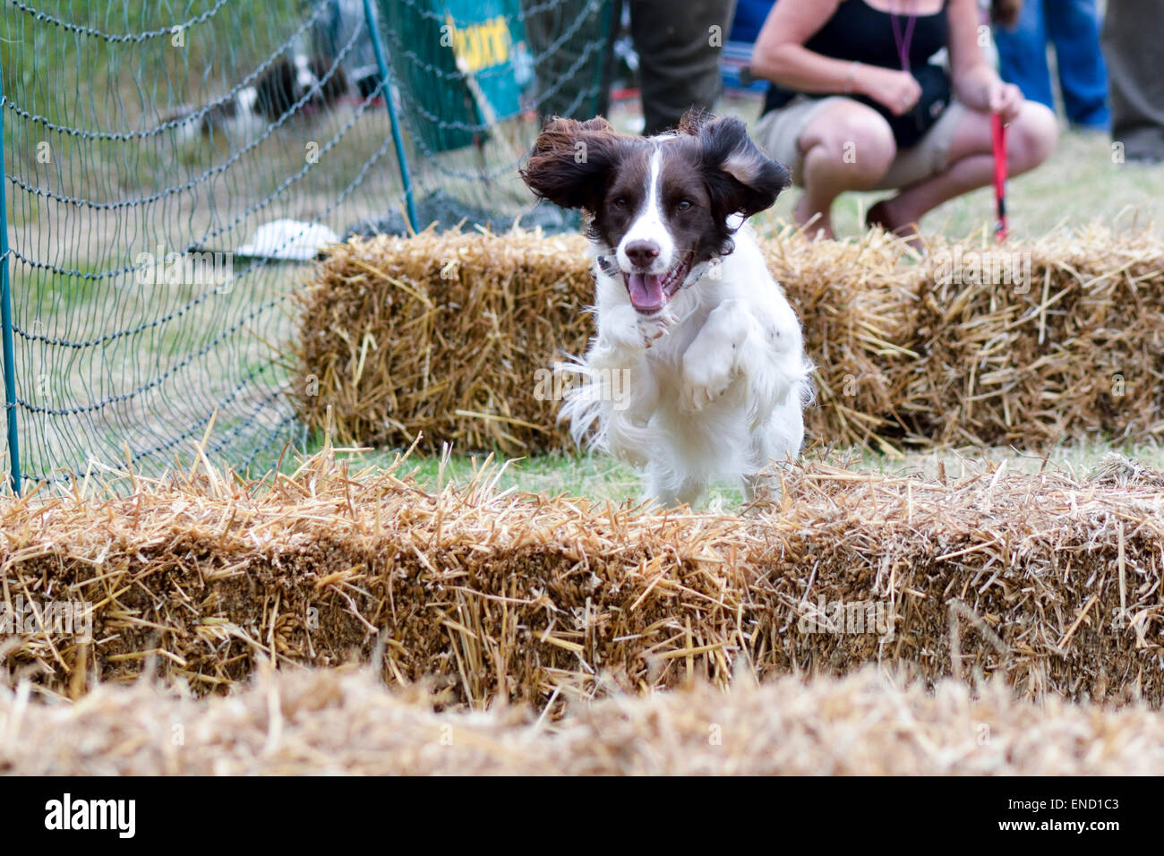 English Springer Spaniel jumping straw bales on agility course to ...