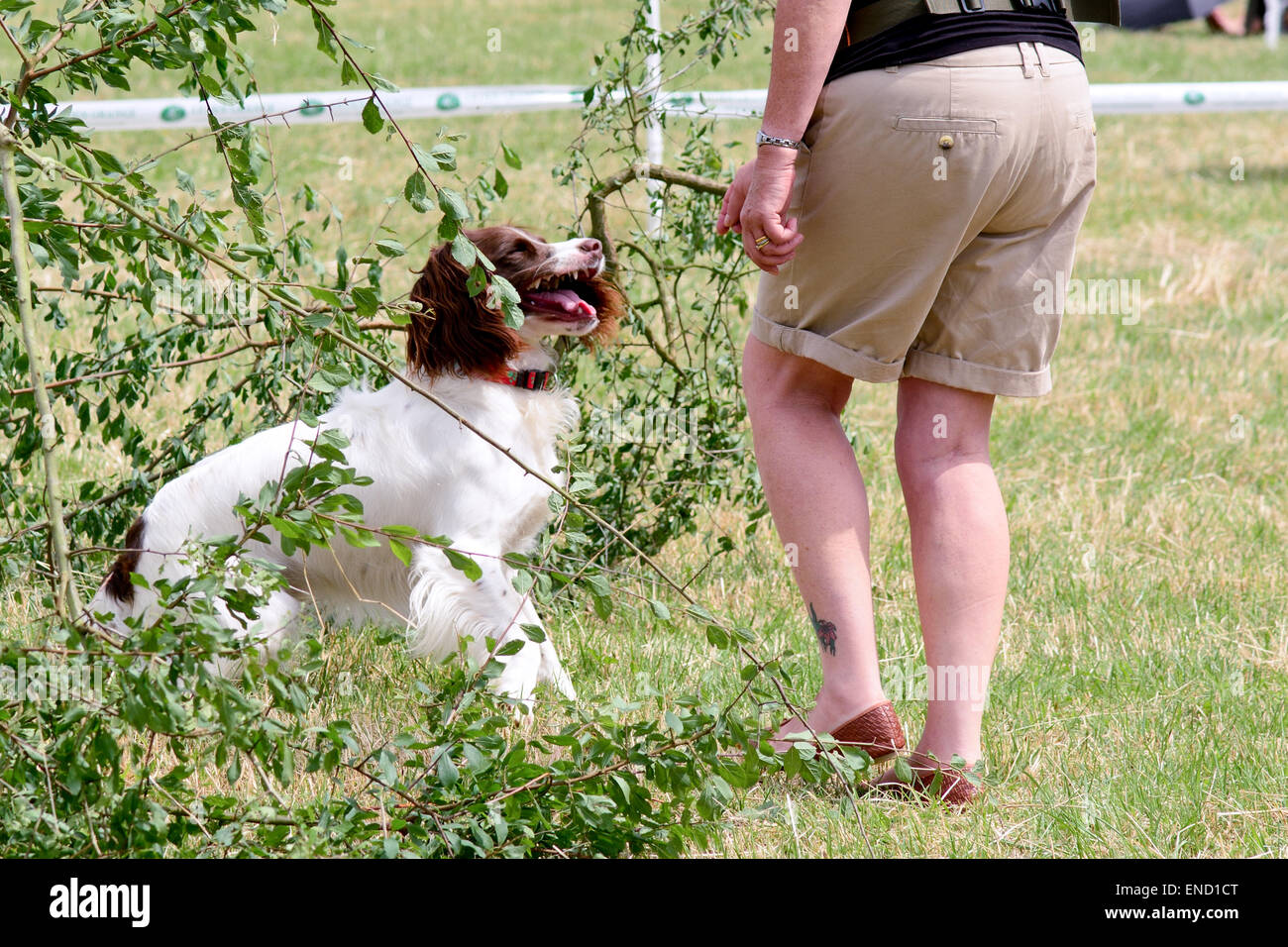 Just Springers Dog Show - Rescued English Springer Spaniel Gun Dog ...