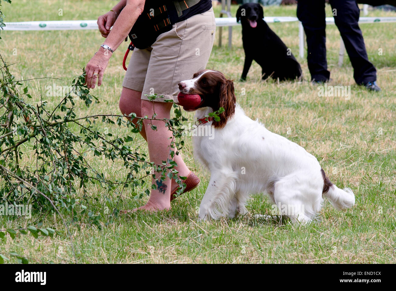Just Springers Dog Show - Rescued English Springer Spaniel Gun Dog ...