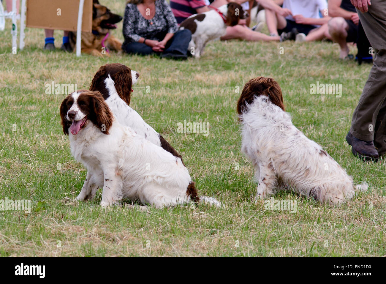 Springer's point hi-res stock photography and images - Alamy