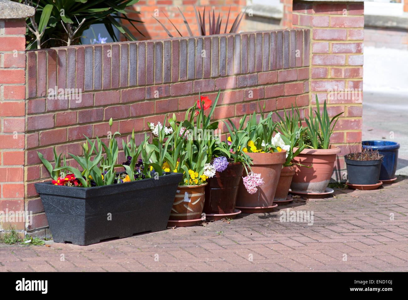 Row of flower pots in garden against wall Stock Photo - Alamy