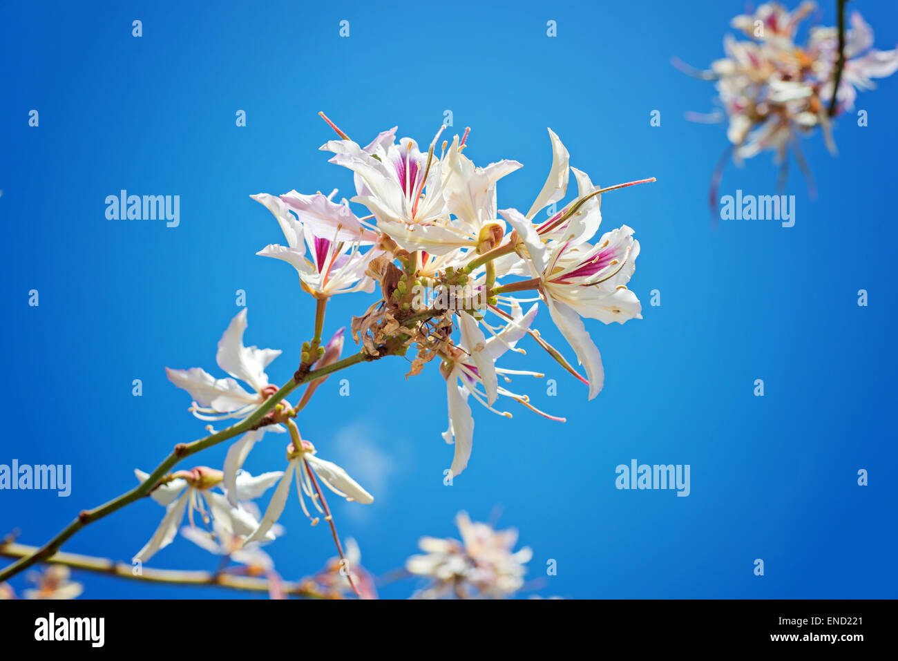 White flowers with pink over blue background Stock Photo - Alamy