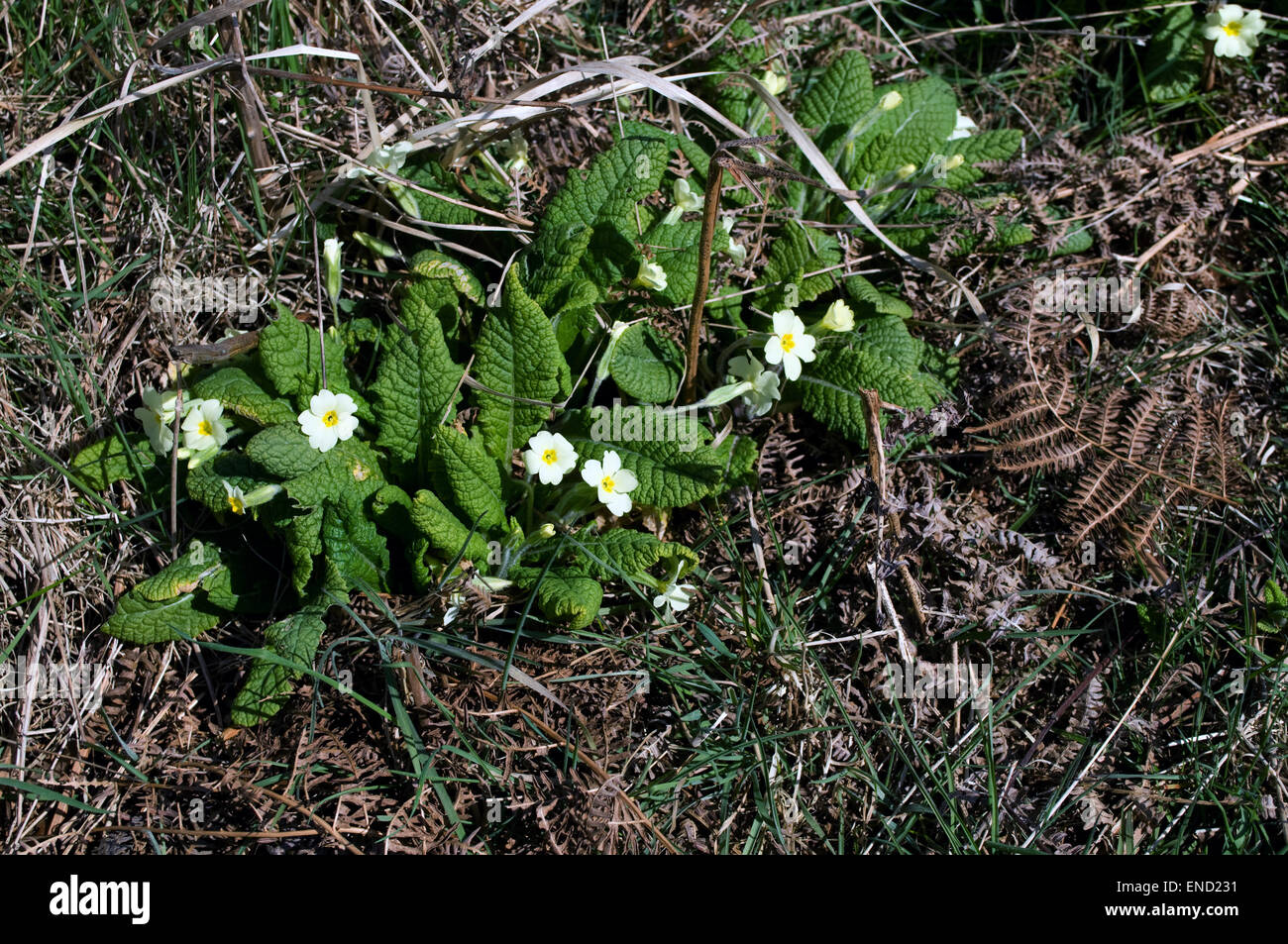 Group of Primroses Stock Photo - Alamy