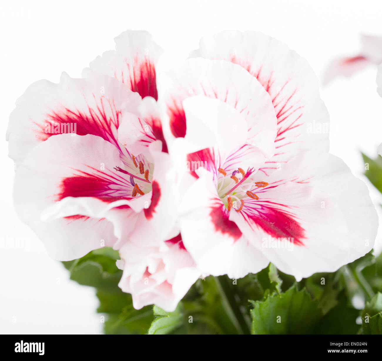 Red and white geranium hi-res stock photography and images - Alamy