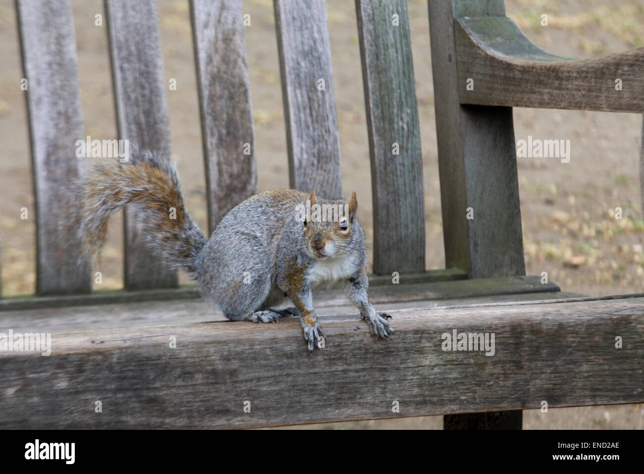 Grey Squirrel on a wooden park bench Stock Photo - Alamy