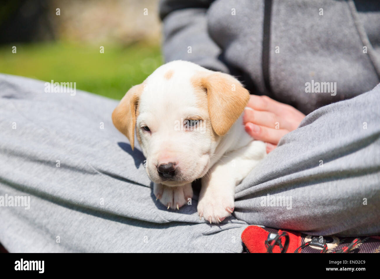 Puppy cute lap hi-res stock photography and images - Alamy