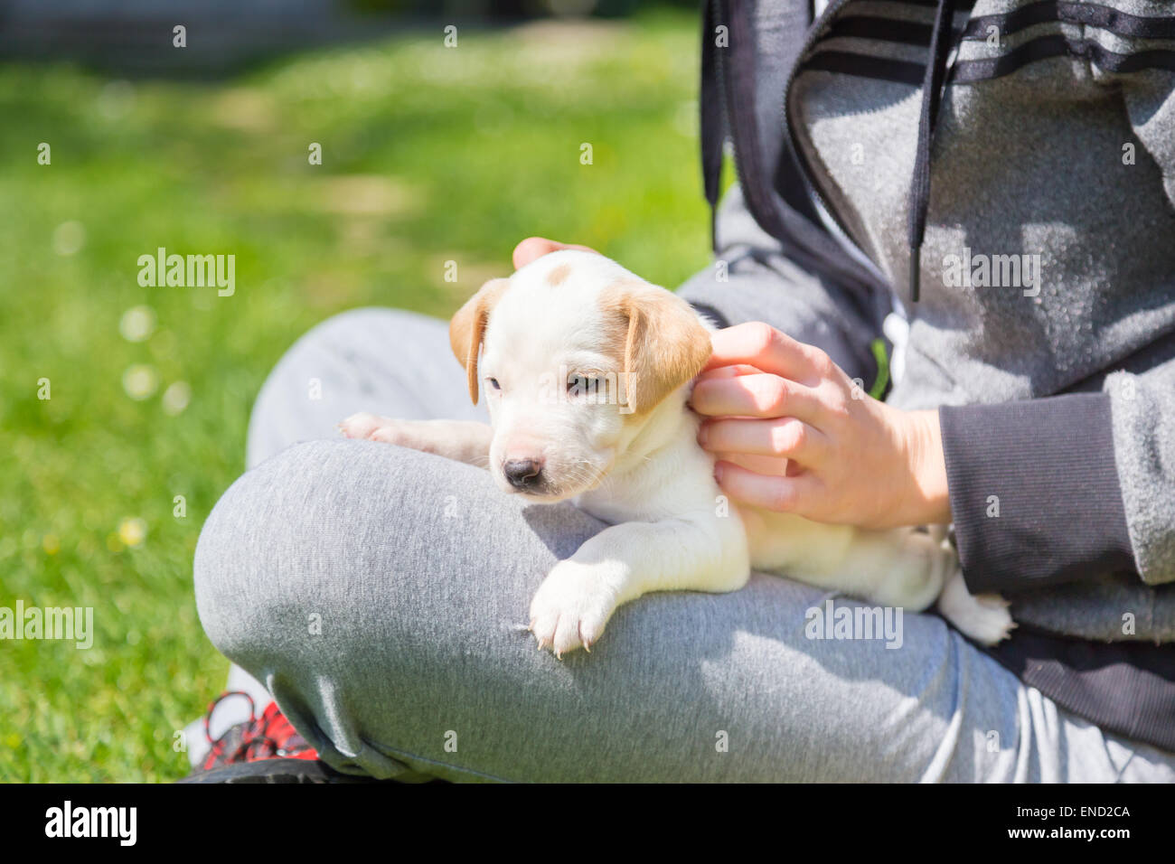Mixed-breed cute little puppy in lap Stock Photo - Alamy