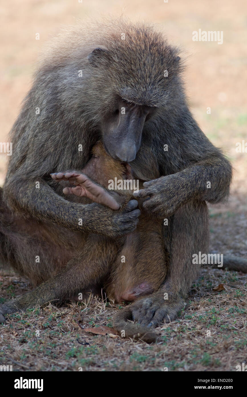 Olive or Anubis Baboons (Papio anubis). Female and young. Dextrous ...