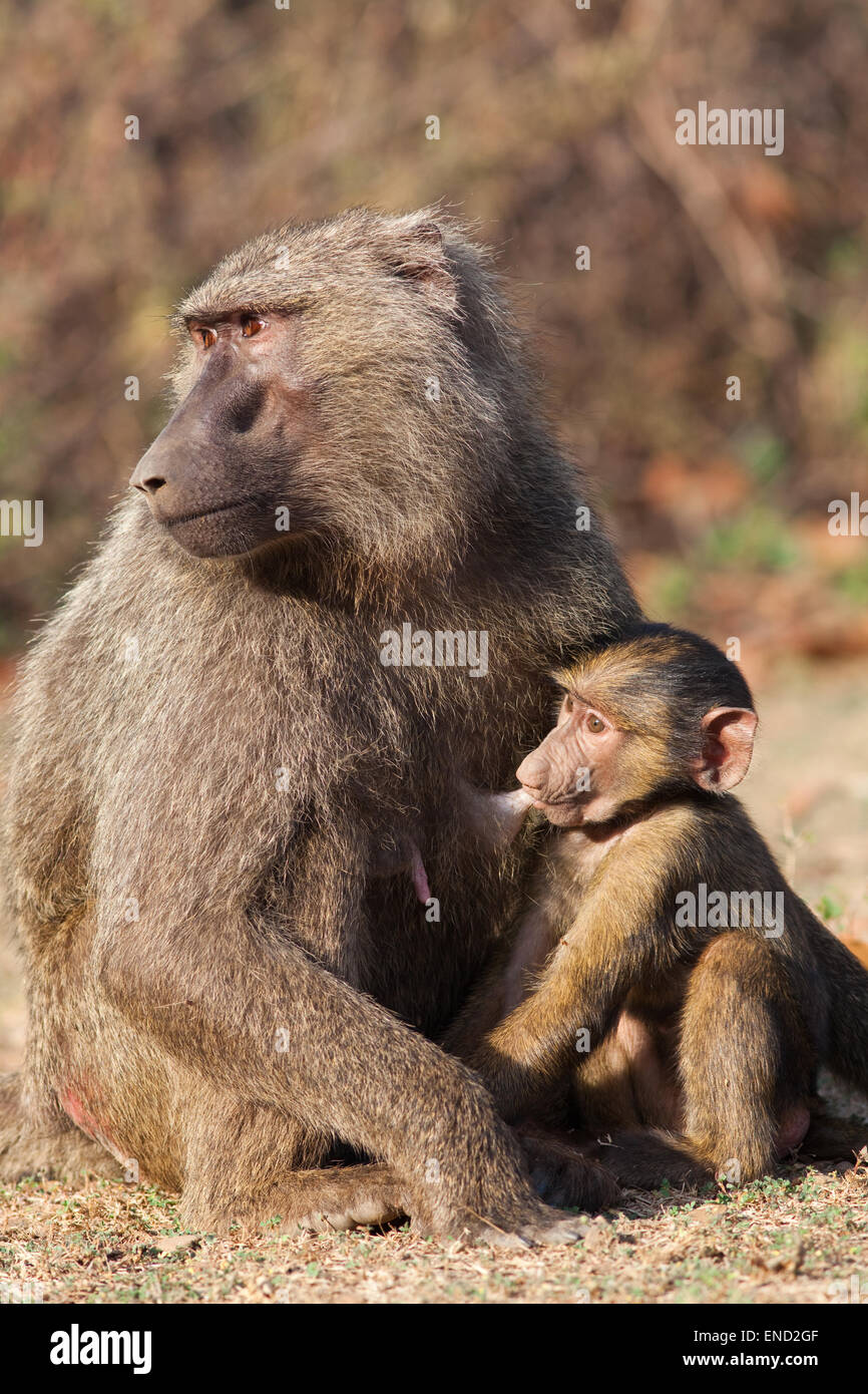 Olive or Anubis Baboons (Papio anubis). Female and young suckling ...