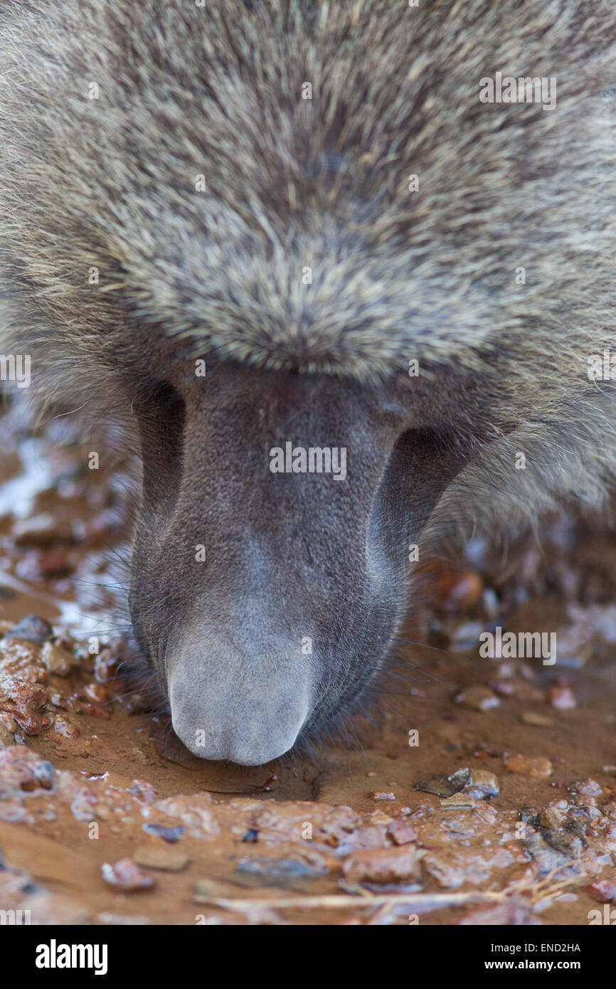 Anubis Baboon (Papio anubis). Adult drinking water from a spring. Ghana ...