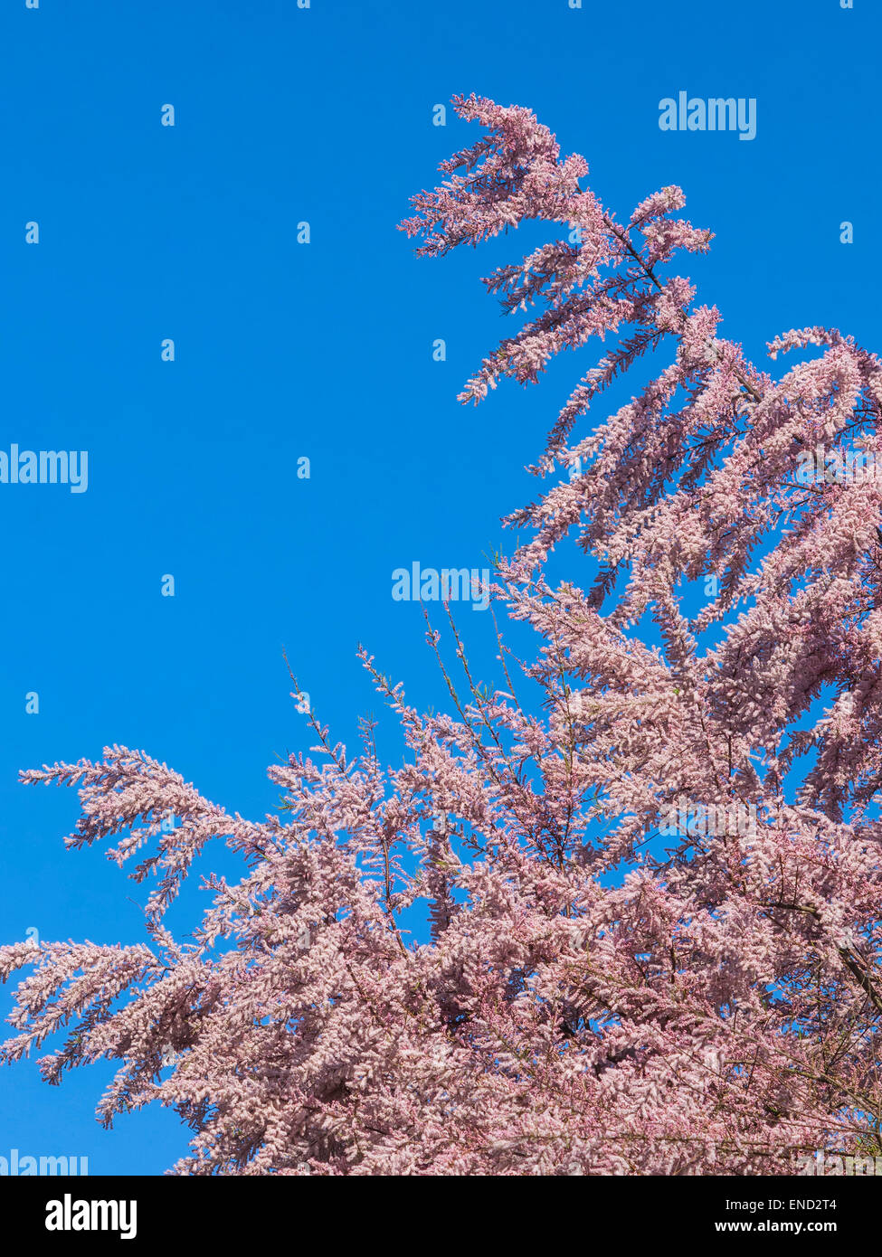 Tamarisk tree hi-res stock photography and images - Alamy