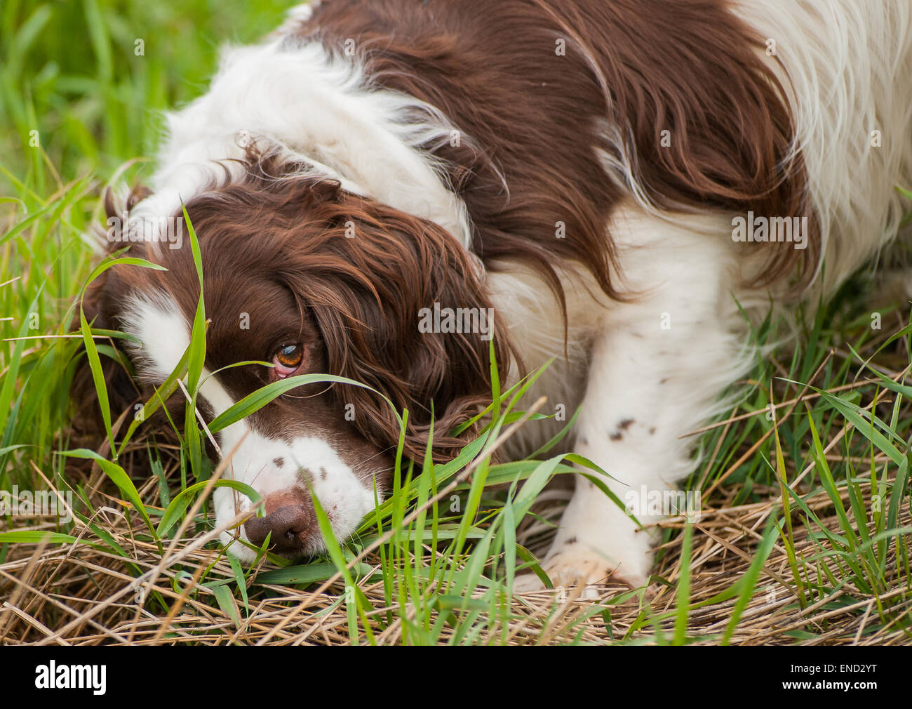 English Springer Spaniel dog in a grass field Stock Photo - Alamy
