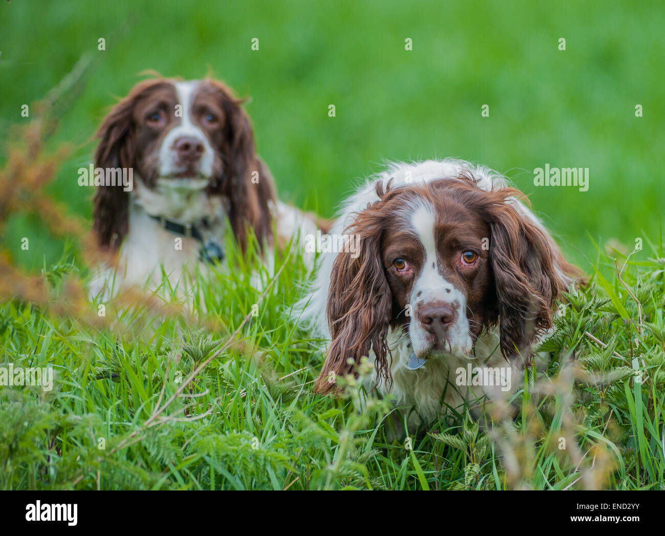 Two English Springer Spaniel dogs in a grass field Stock Photo - Alamy