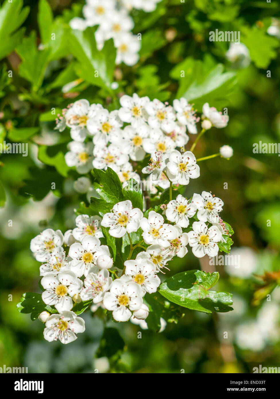 Hawthorn shrub in flower / May Blossom - France Stock Photo - Alamy