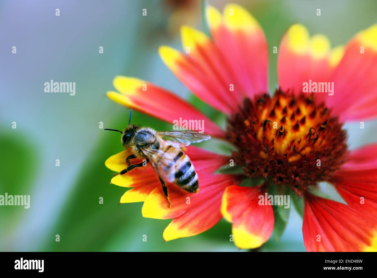 Bright-colored macro shot of Honey Bee on a red and yellow flower ...