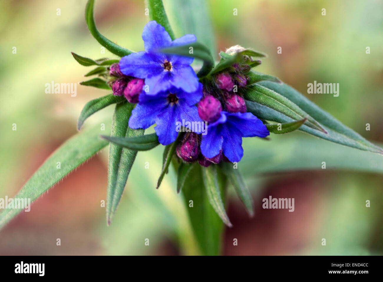 Purple gromwell, Lithospermum purpureocaeruleum flowering Stock Photo ...