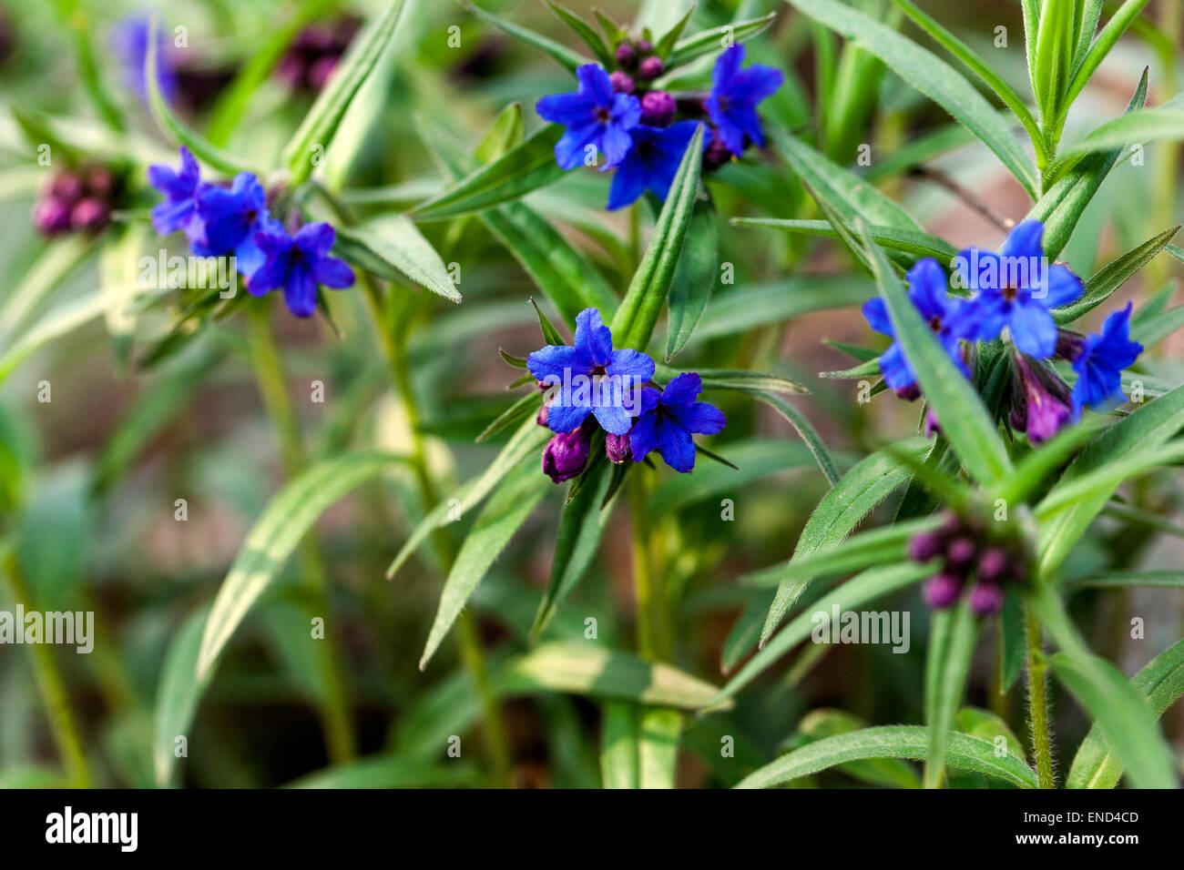 Purple gromwell, Lithospermum purpureocaeruleum flowering Woodland wild ...