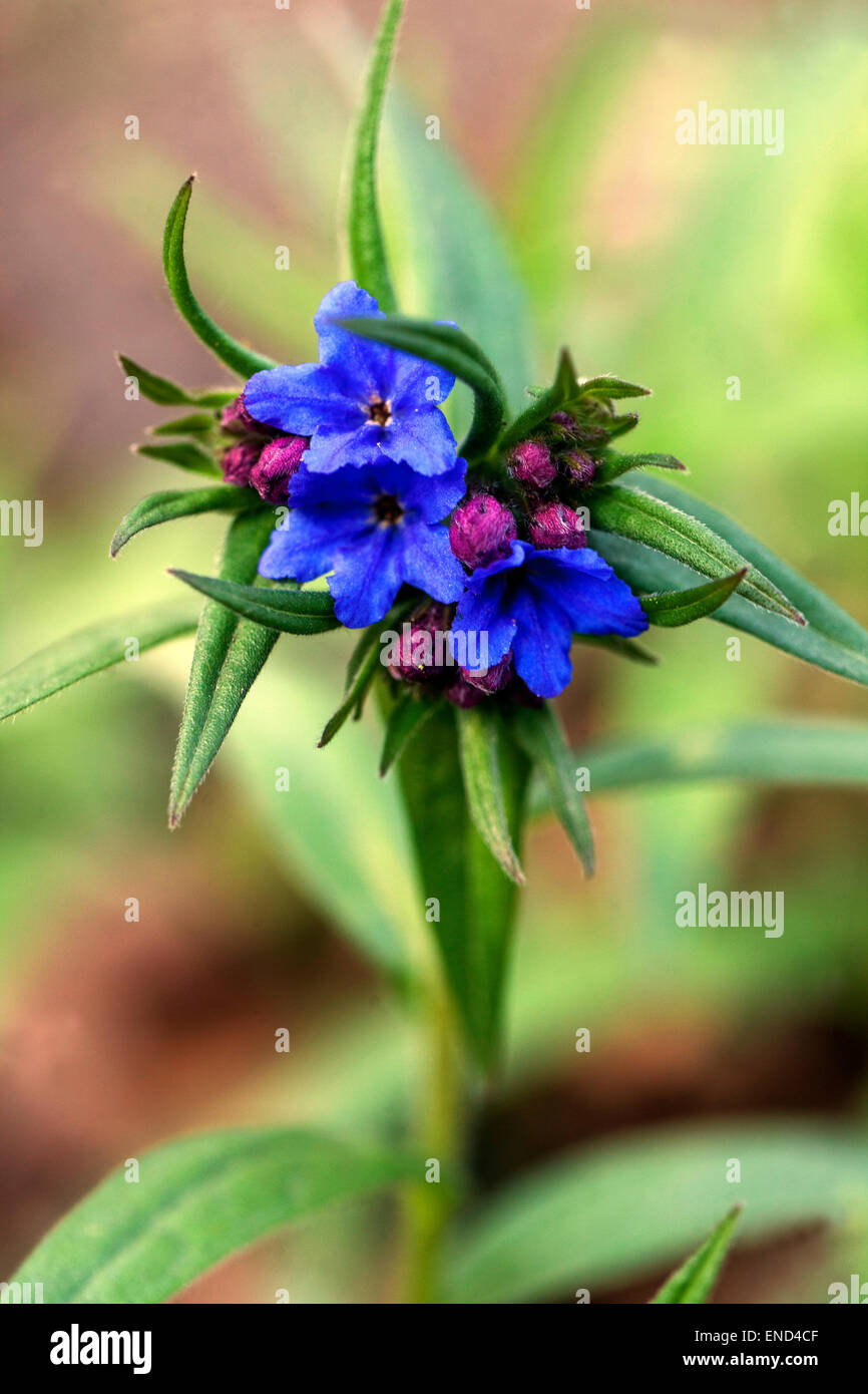 Purple gromwell, Lithospermum purpureocaeruleum flowering Stock Photo ...