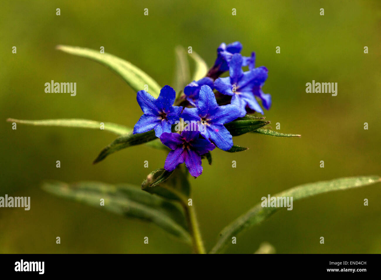 Purple gromwell, Lithospermum purpureocaeruleum flowering Stock Photo ...