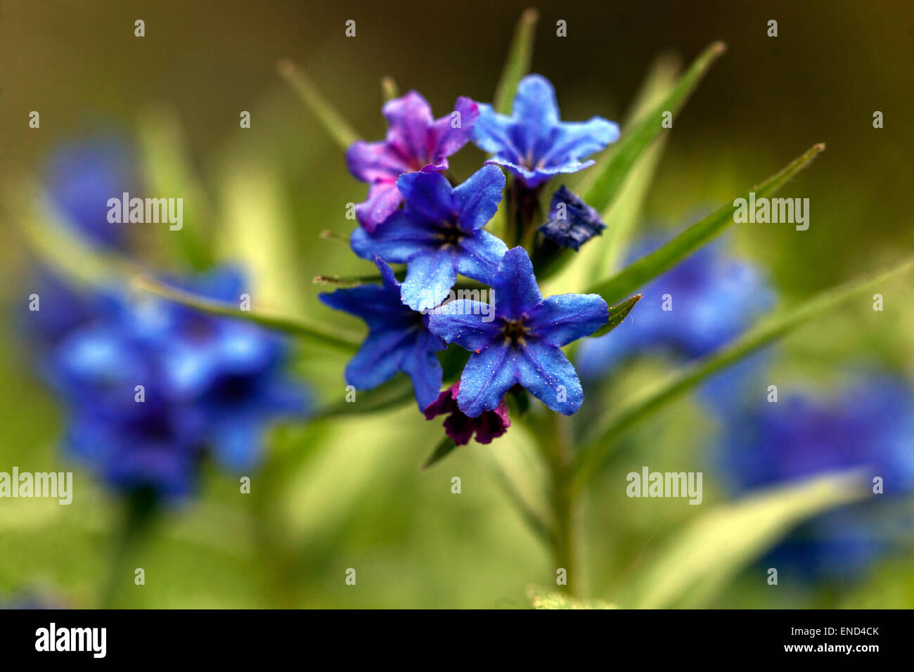 Purple gromwell, Lithospermum purpureocaeruleum flowering Stock Photo ...